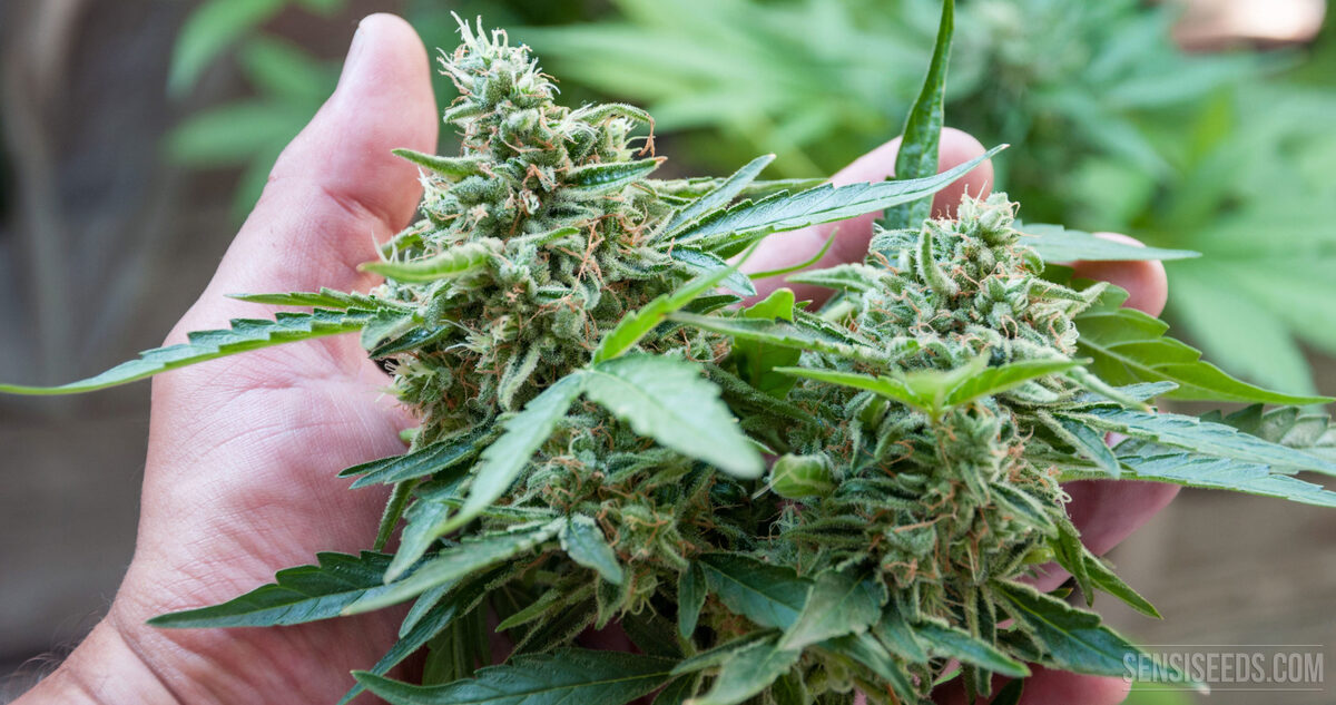 Die produktive - Blütephase von Hanf - Cannabis - The-Greenleaf ...